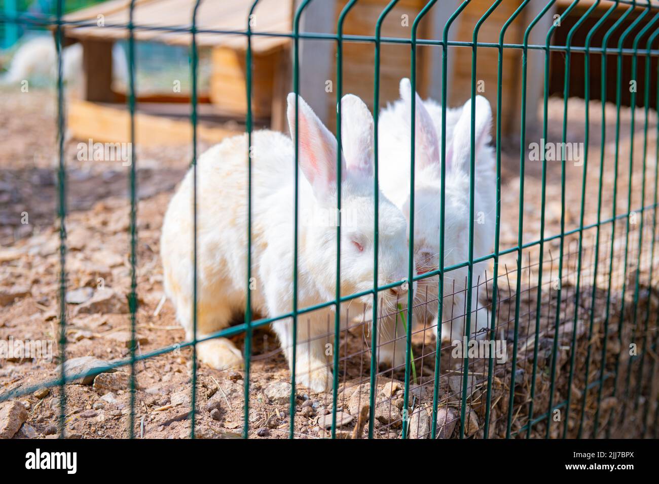 several white rabbits sit in a cage Stock Photo - Alamy