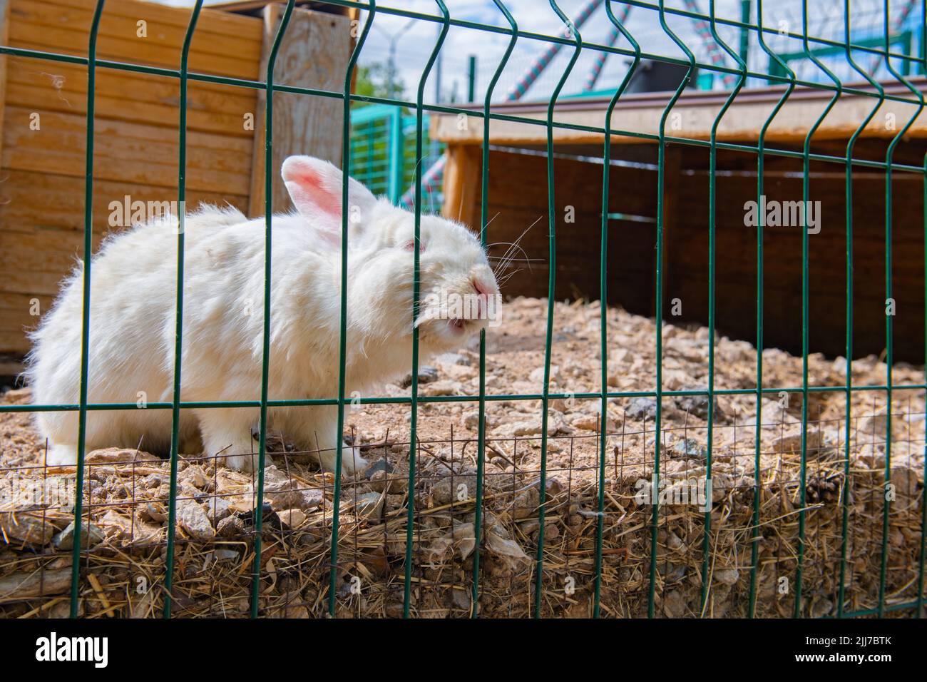 one affectionate white rabbit approaches the cage Stock Photo - Alamy