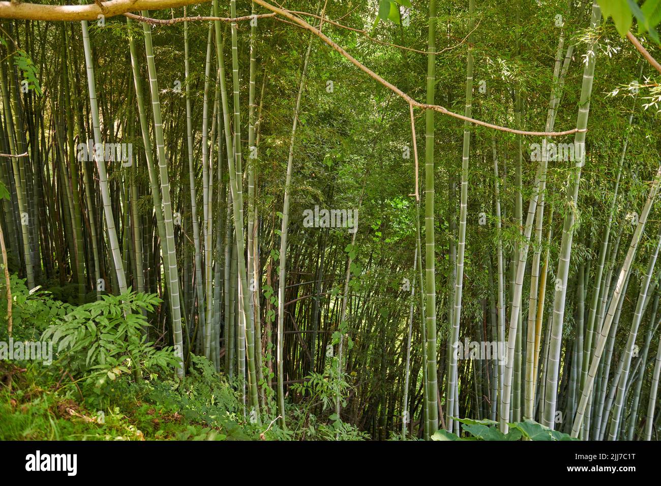 a lot of bamboo in the botanical garden in batumi Stock Photo - Alamy