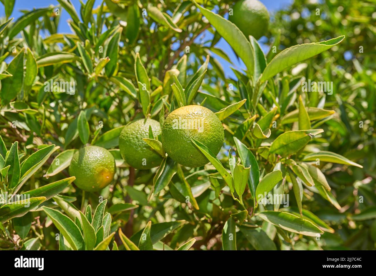 Closeup of green mandarin oranges and citrus growing on lush tree ...