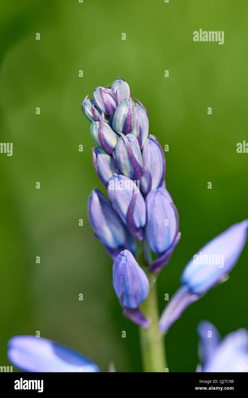 Colorful purple flowers growing in a garden. Macro closeup on closed ...