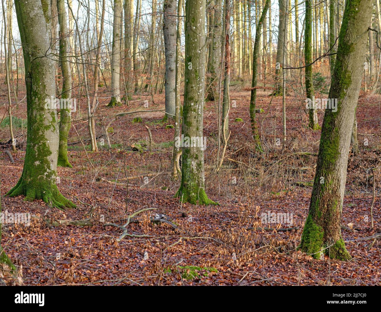Wood land hi-res stock photography and images - Alamy