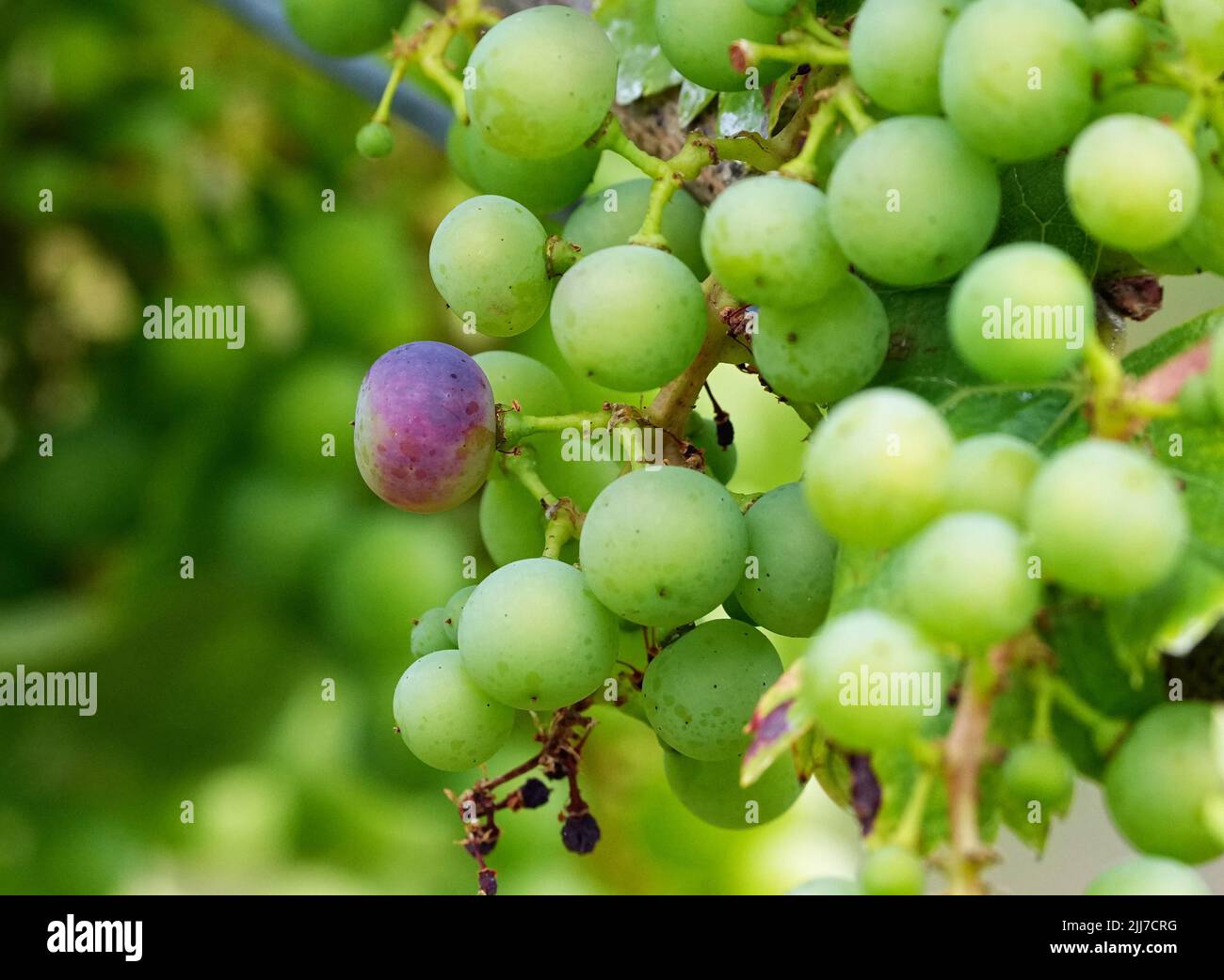 Potsdam, Germany. 21st July, 2022. Unripe grapes grow on the grounds of ...