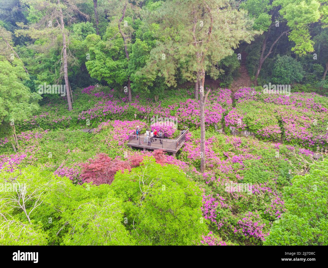 Early spring scenery of Moshan Rhododendron Garden in East Lake, Wuhan ...