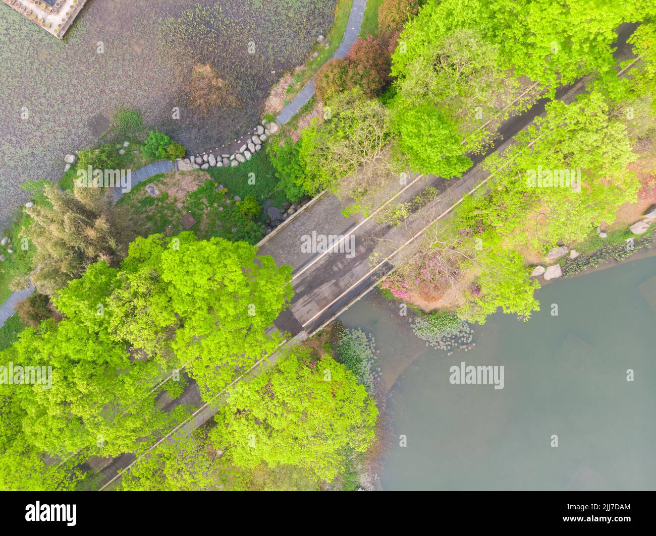 Early spring scenery of Moshan Rhododendron Garden in East Lake, Wuhan ...