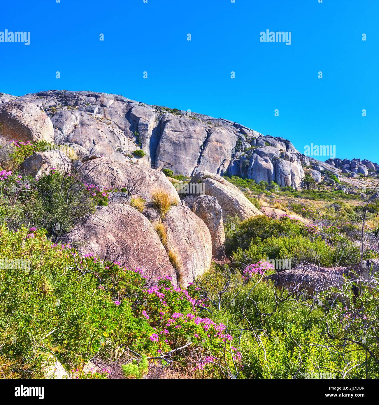 Big bushes of flowers hi-res stock photography and images - Alamy