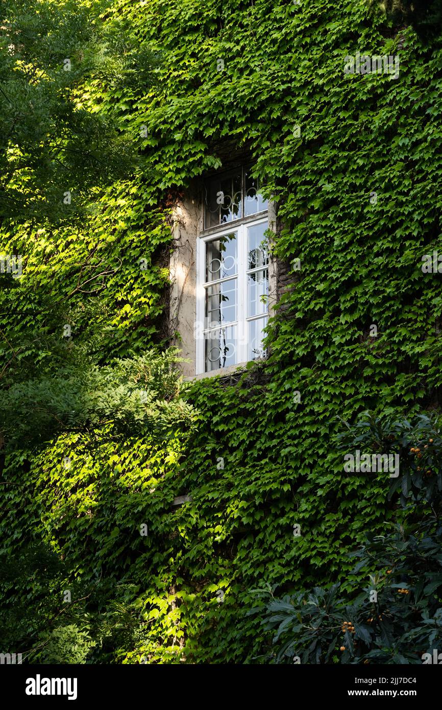 Ivy covered building in Tbilisi. Vine creeper around window on facade ...