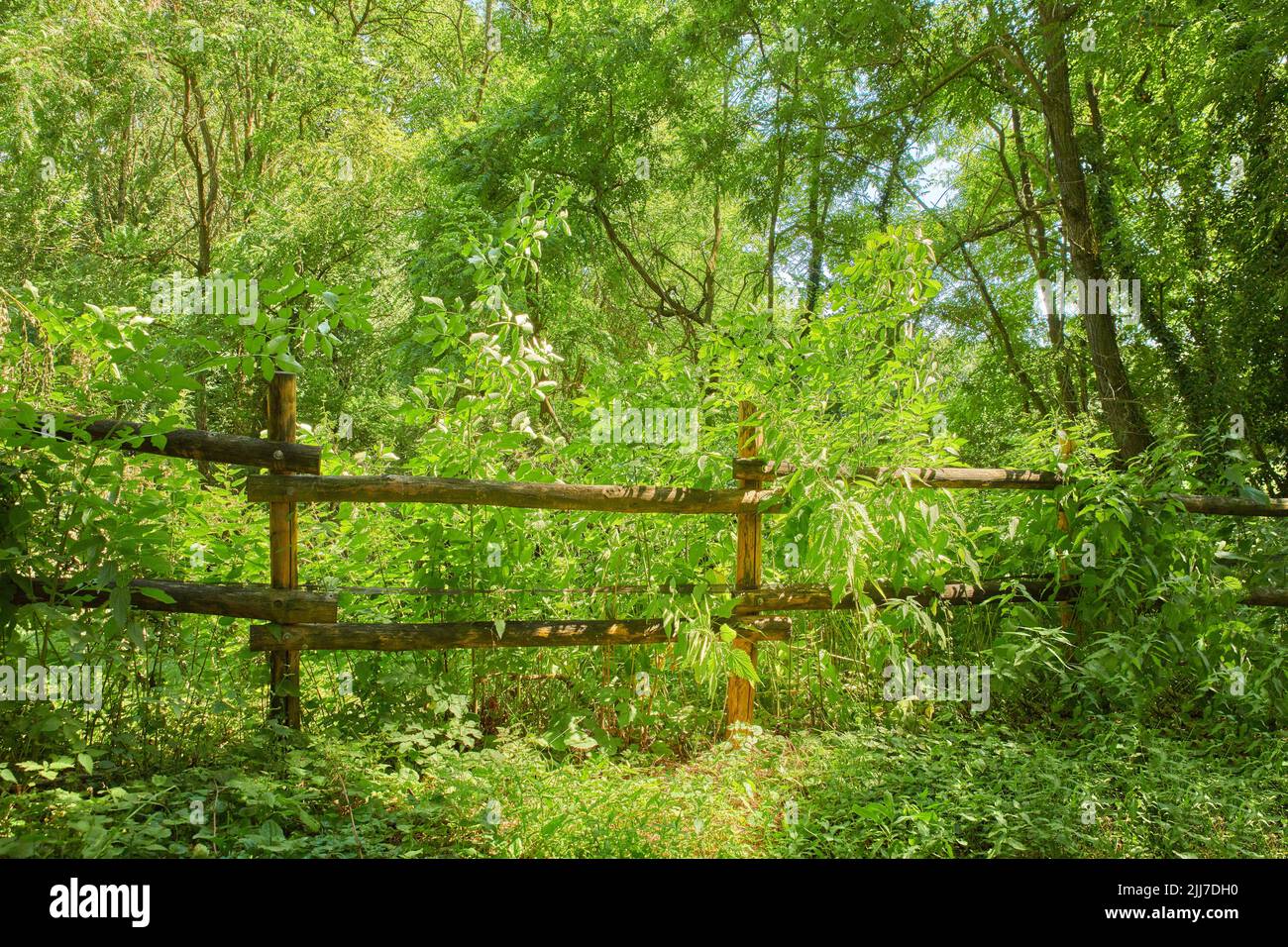 Green tree leaves growing over a fence in summer sunlight. Empty ...