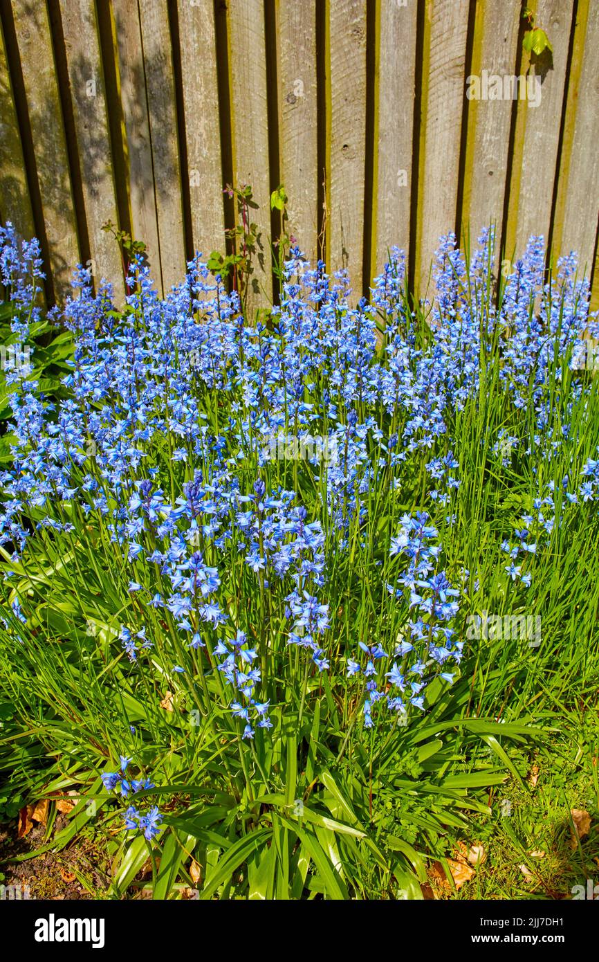Bluebell flowers in nature on a late spring gardening day. Beautiful ...