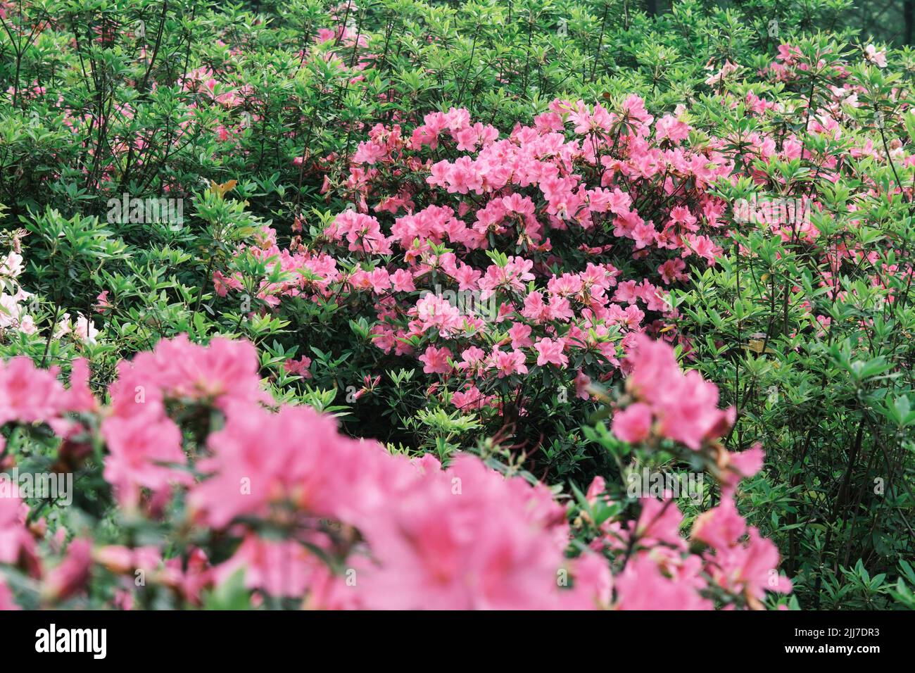 Early spring scenery of Moshan Rhododendron Garden in East Lake, Wuhan ...