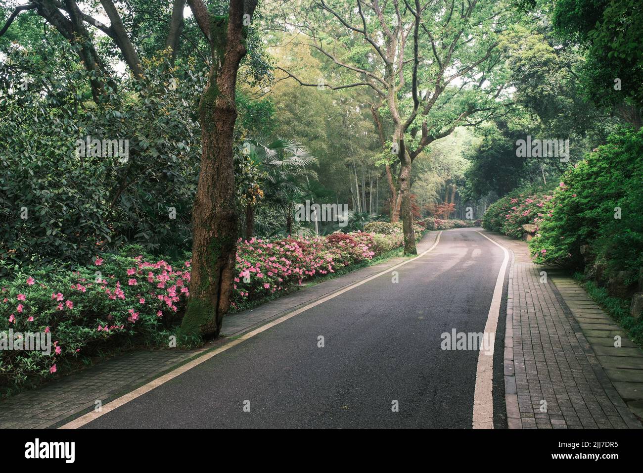 Early spring scenery of Moshan Rhododendron Garden in East Lake, Wuhan ...