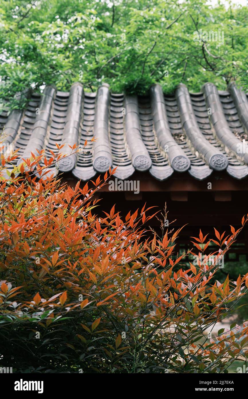 Early spring scenery of Moshan Rhododendron Garden in East Lake, Wuhan ...