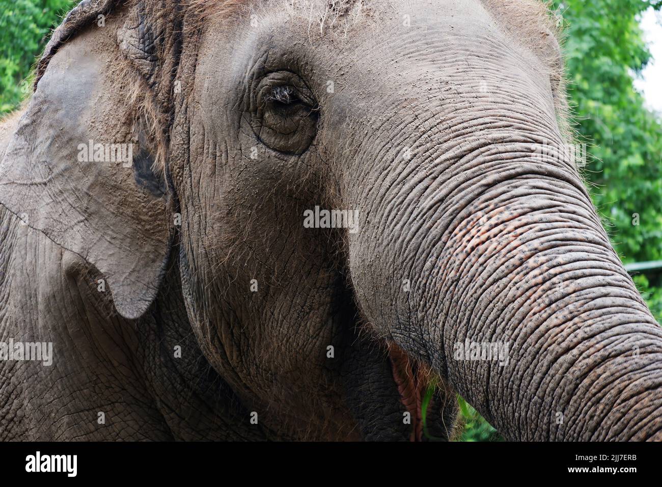 Asian wildlife in zoo hi-res stock photography and images - Alamy