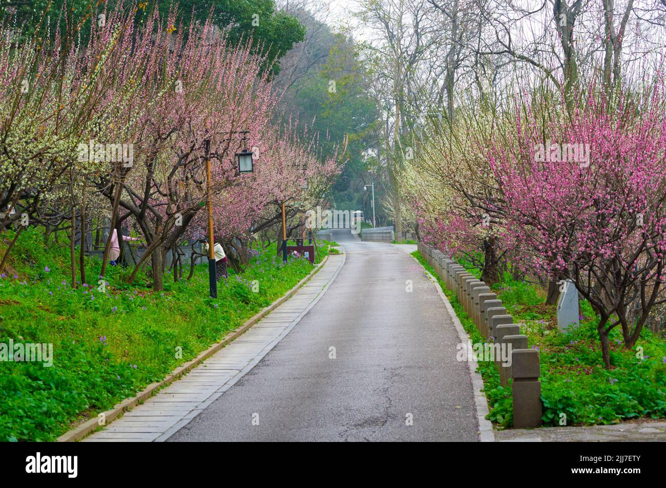 Plum blossoms in spring in Yellow Crane Tower Park, Wuhan, Hubei Stock ...