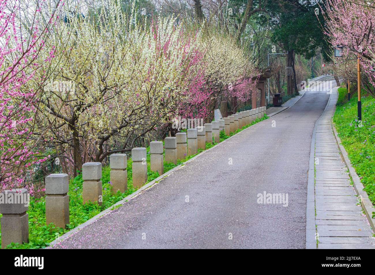 Plum blossoms in spring in Yellow Crane Tower Park, Wuhan, Hubei Stock ...