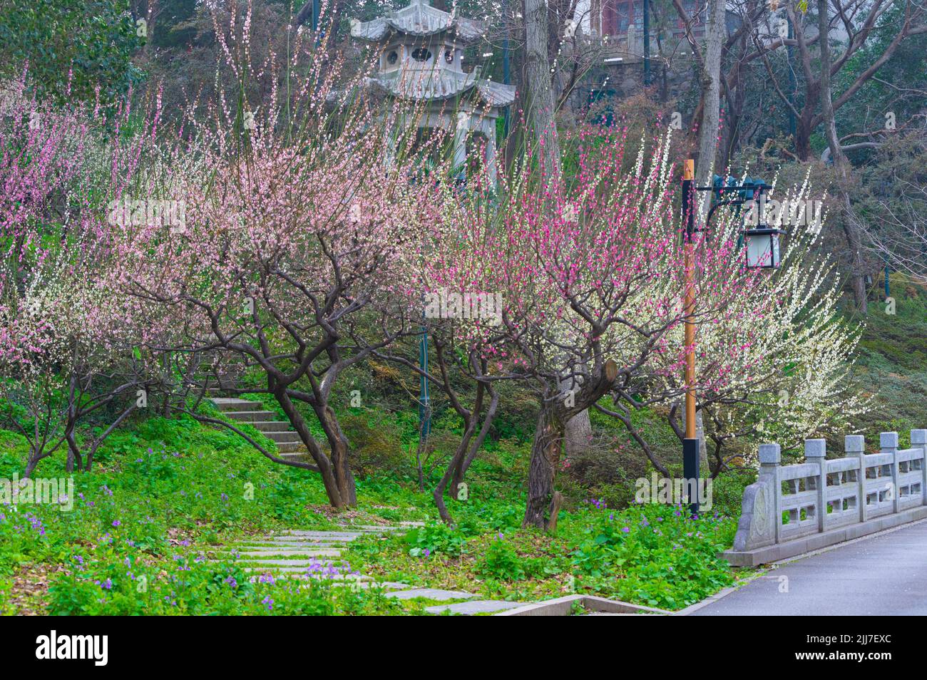 Plum blossoms in spring in Yellow Crane Tower Park, Wuhan, Hubei Stock ...