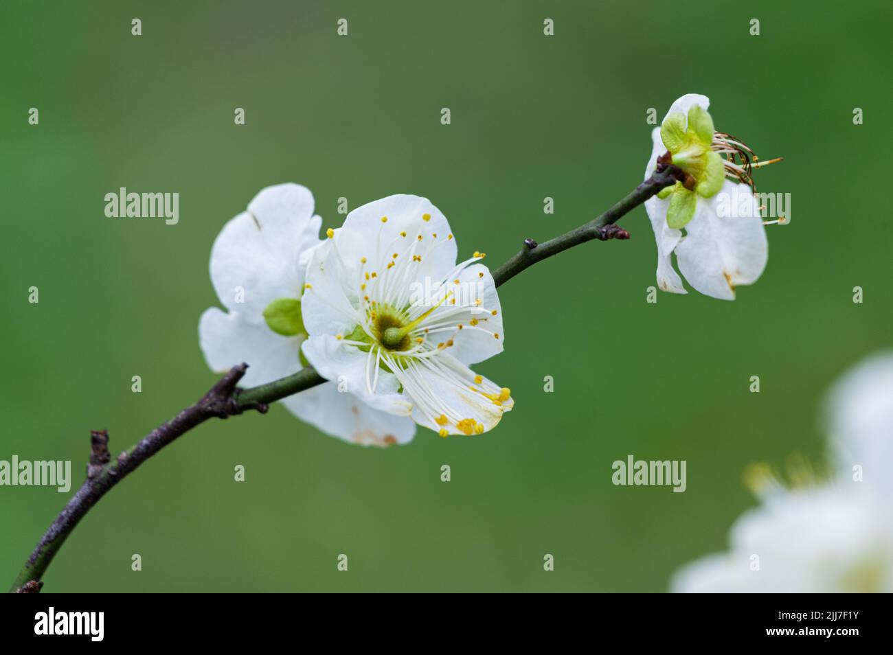 Plum blossoms in spring in Yellow Crane Tower Park, Wuhan, Hubei Stock ...