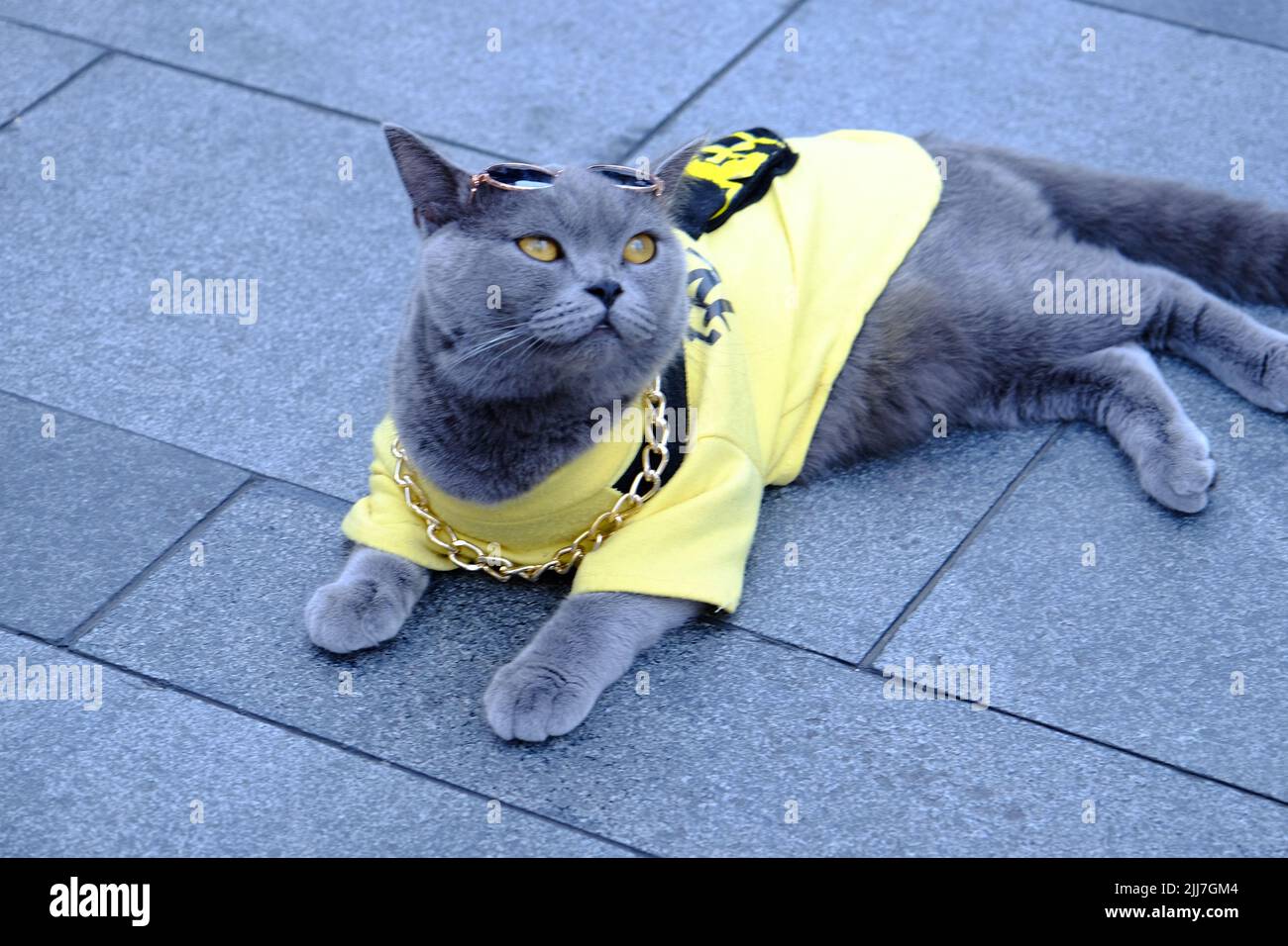 The latest Internet star Stock Photo - Alamy