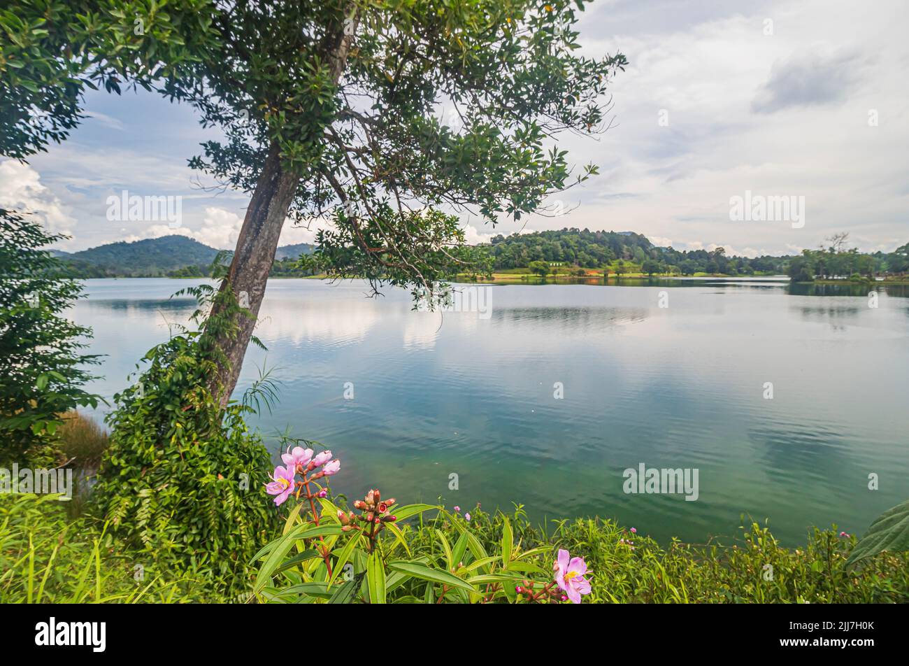 Malastoma flowers or senduduk, and a tree against the view of Tasik ...