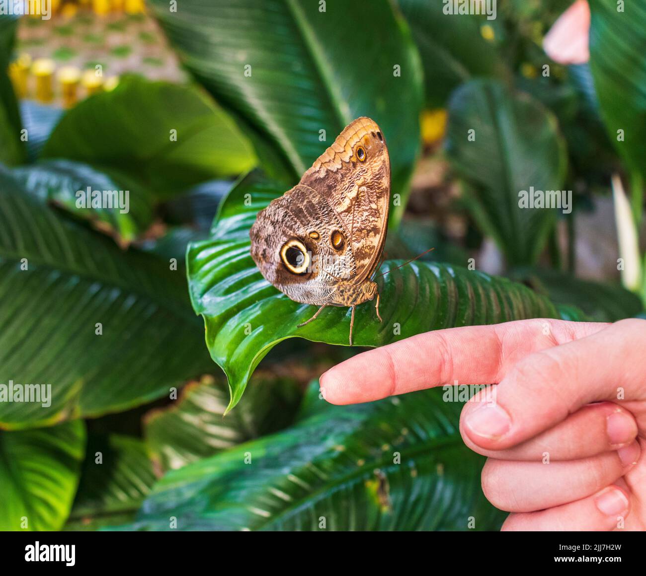 Hand pick insect hi-res stock photography and images - Alamy