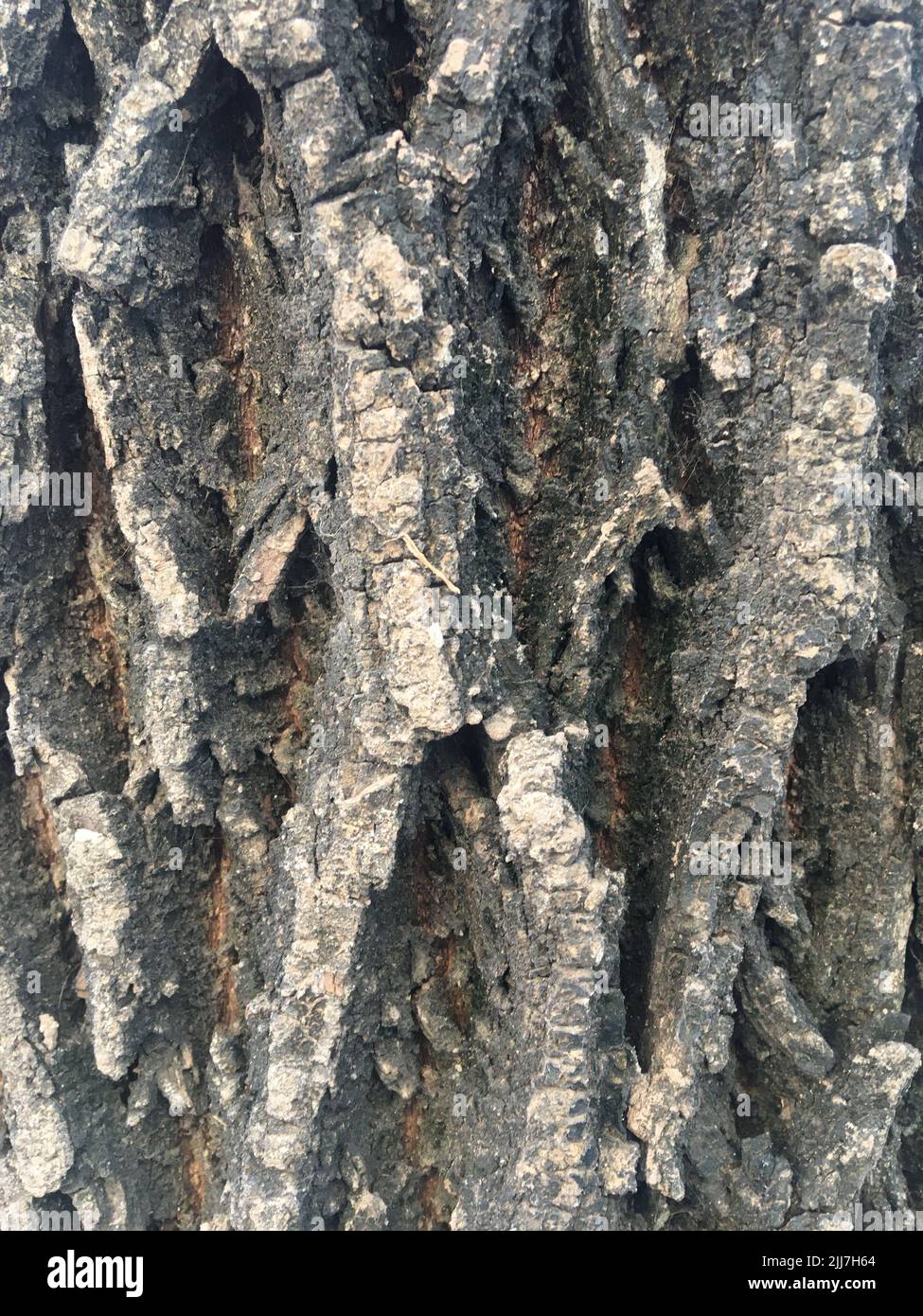 Red wood trees texture detail hi-res stock photography and images - Alamy