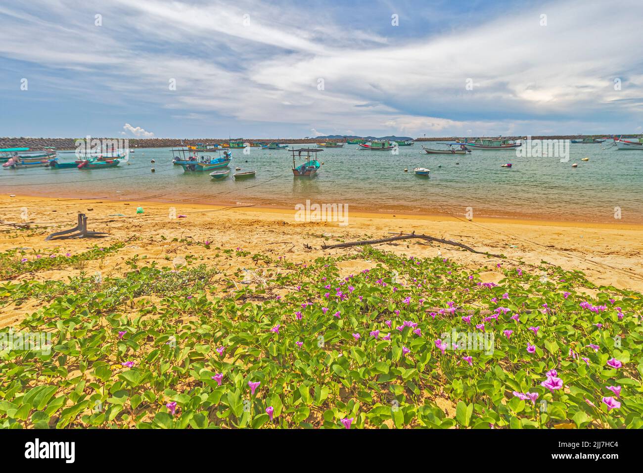 Creeping goat foot plants with flowers covering the beach at the shore ...