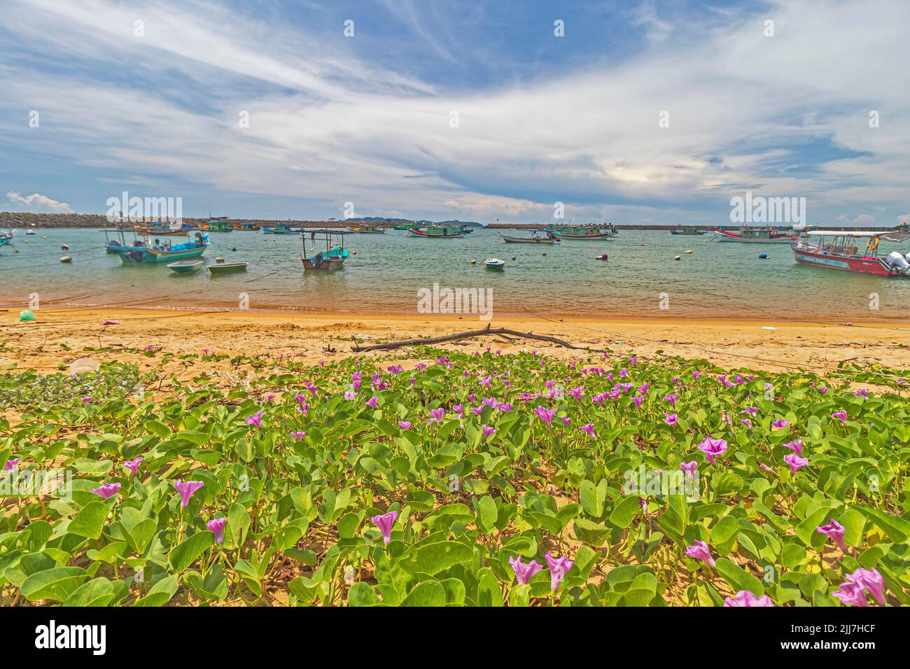 Creeping goat foot plants with flowers covering the beach at the shore ...