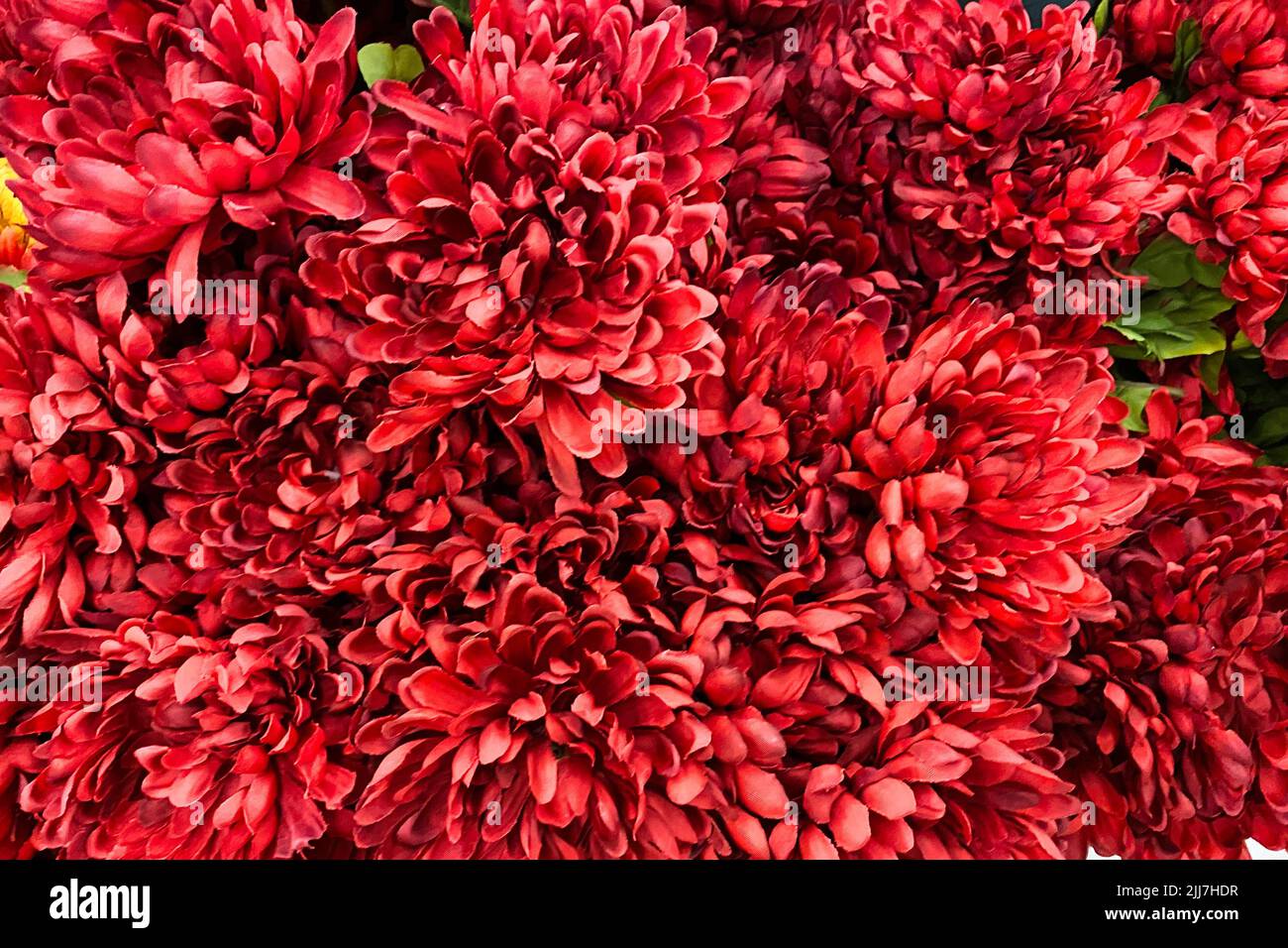Beautiful pink mum wallpaper. Add your own text to this background ...