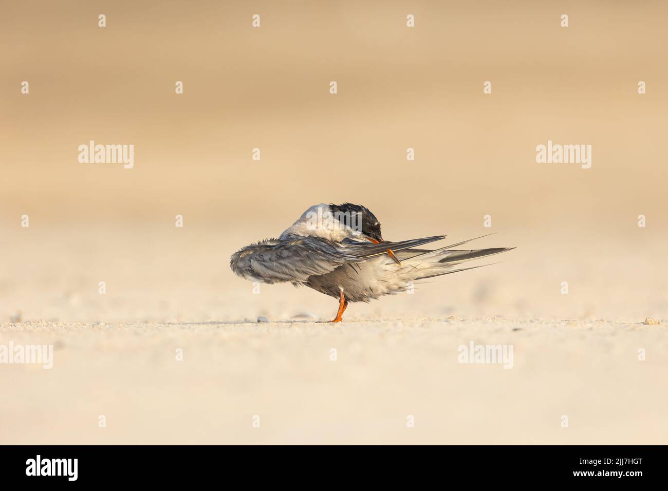 White cheeked tern (Sterna Repressa) preening its feathers Stock Photo ...
