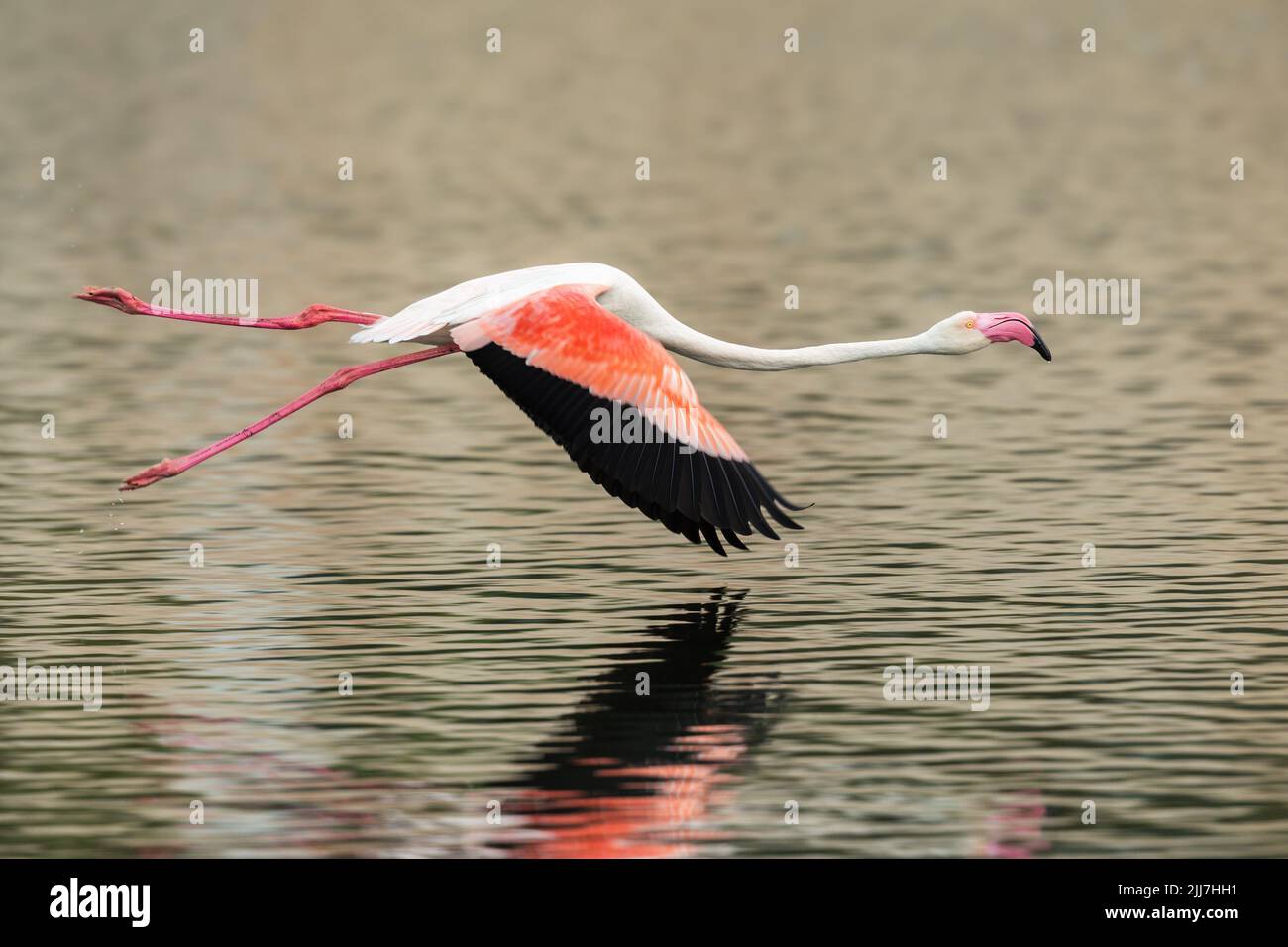 Flying flamingo hi-res stock photography and images - Alamy