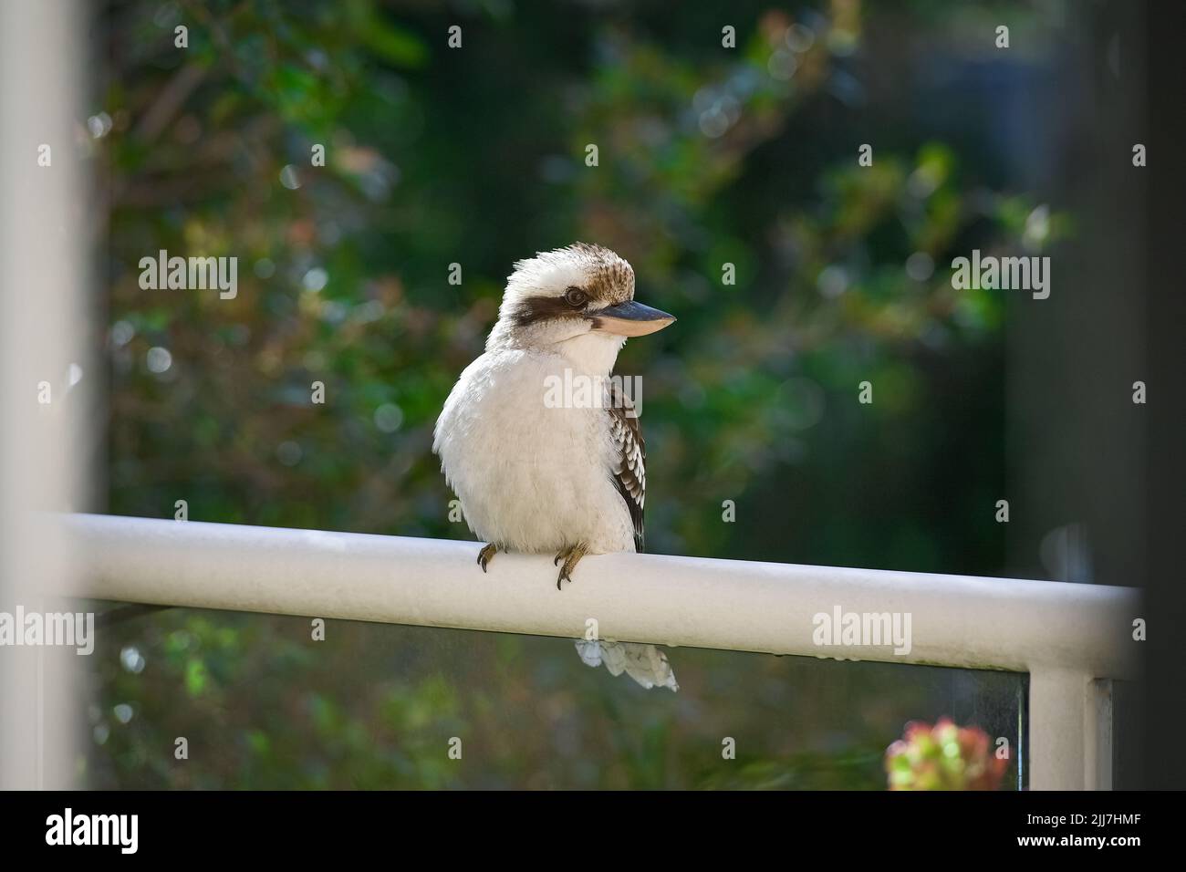 Australian kookaburra hi-res stock photography and images - Alamy