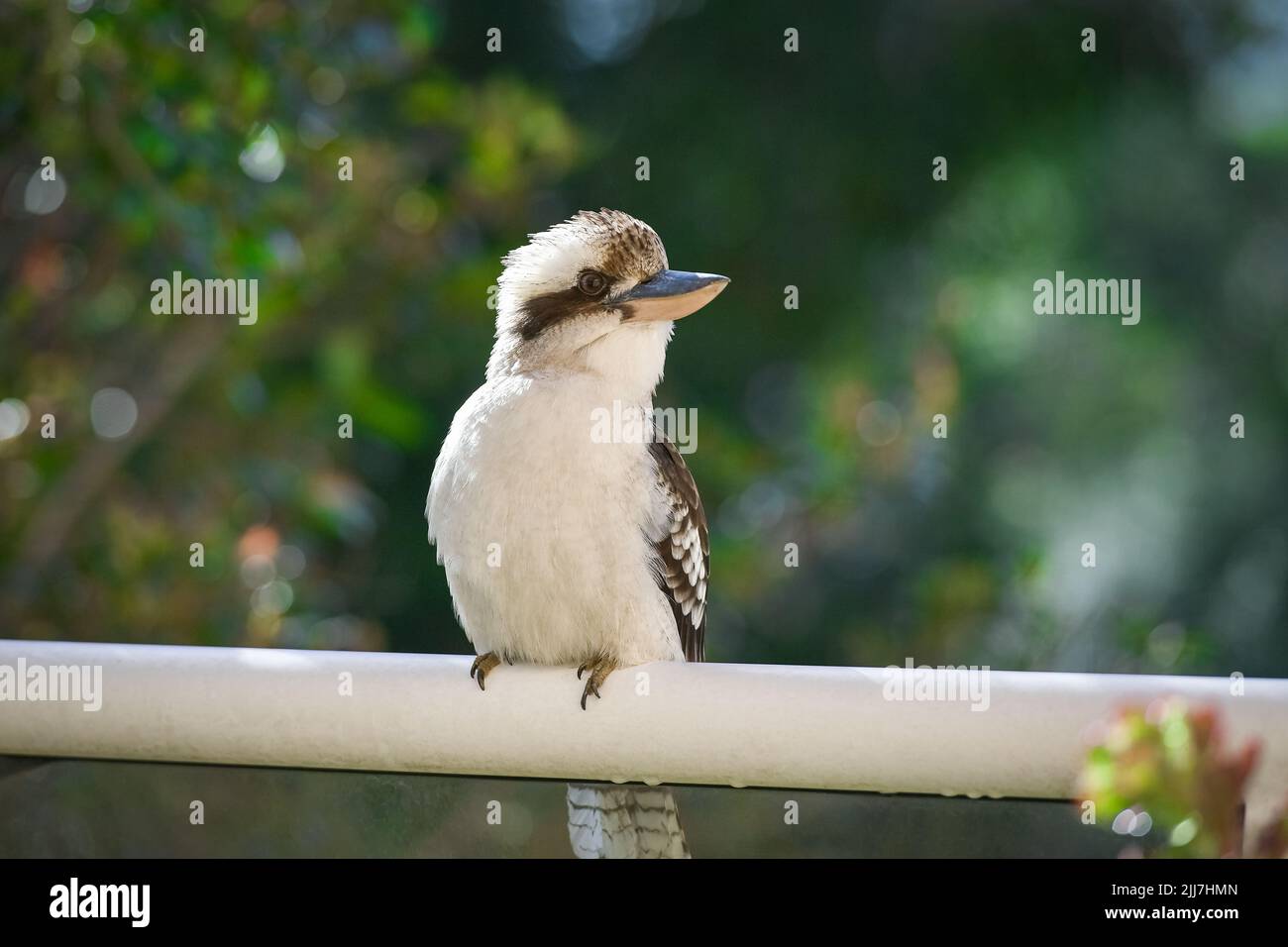 A closeup of famous Australian Kookaburra perching on a railing with ...