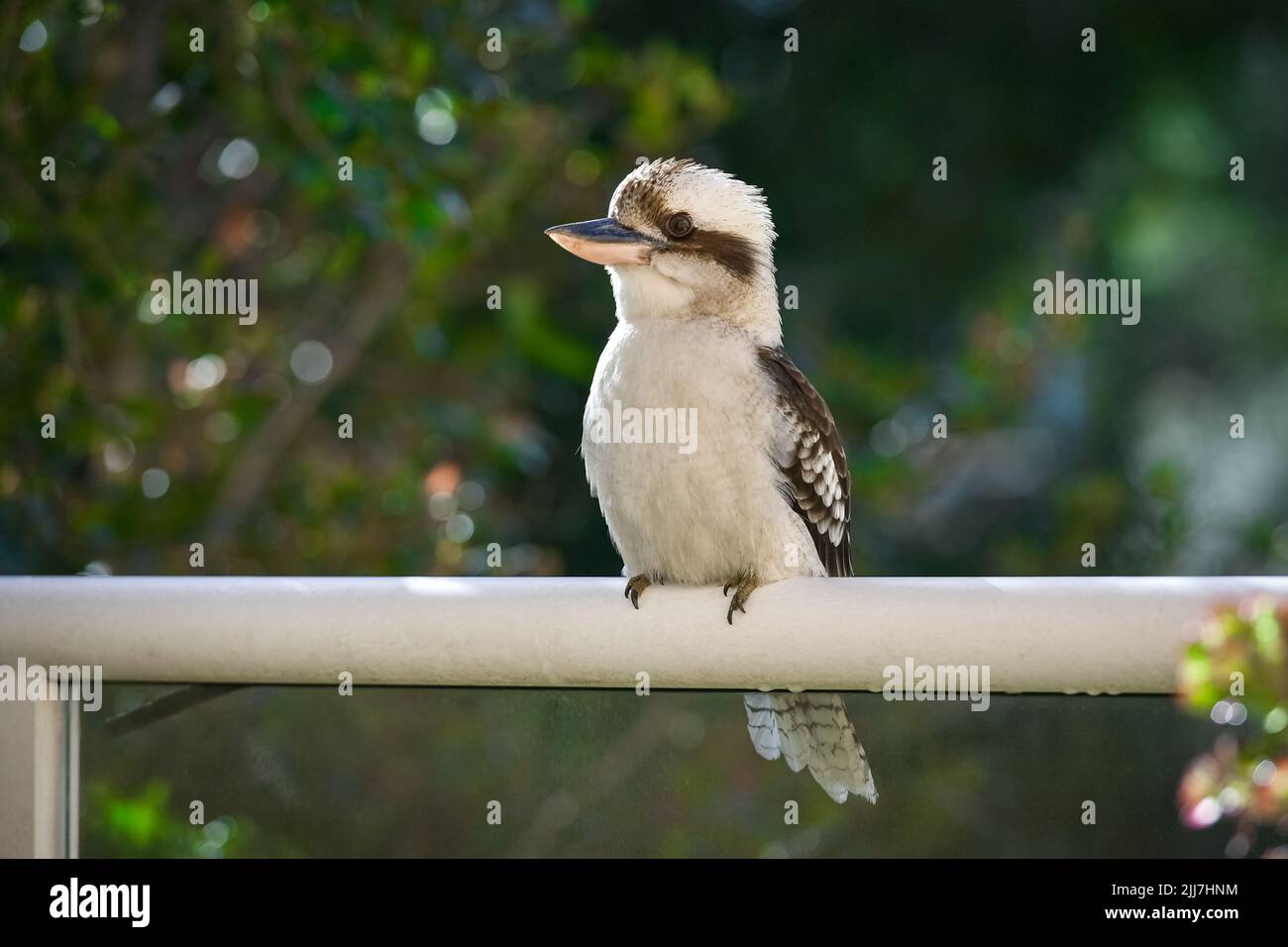 Australian kookaburra hi-res stock photography and images - Alamy