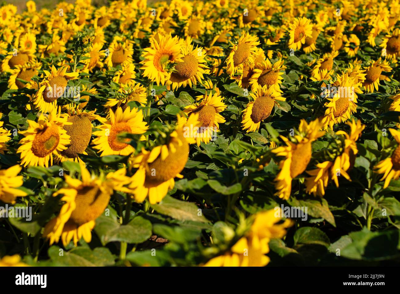 Panorama of sunflowers. Many sunflowers bloom in summer Stock Photo - Alamy