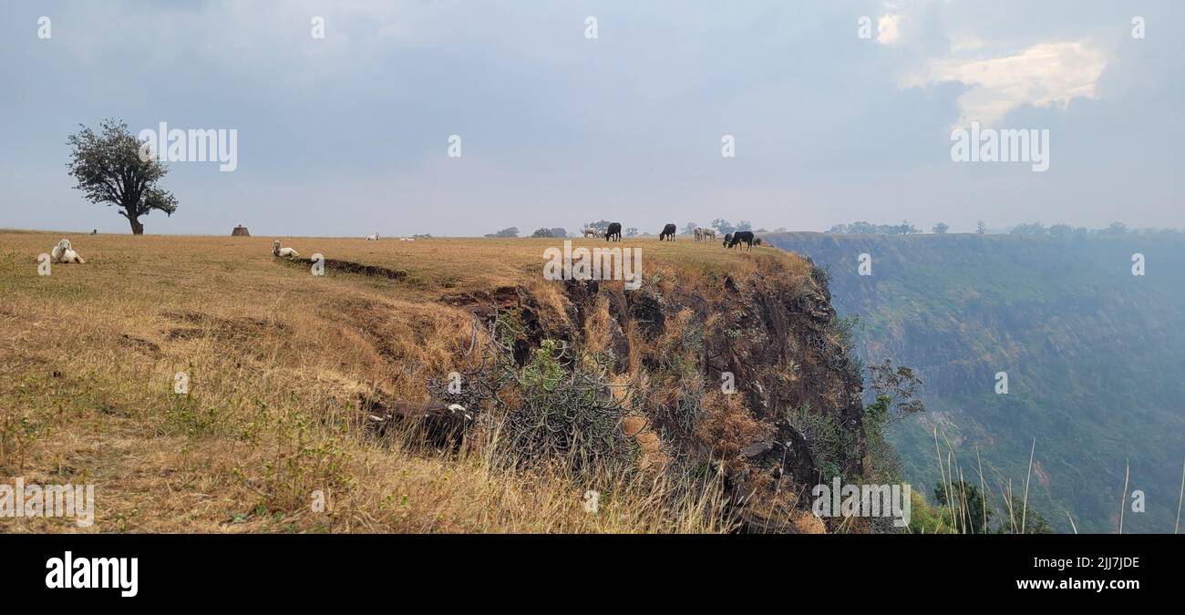 A herd of cows and goats foraging on the hilltop in India Stock Photo ...