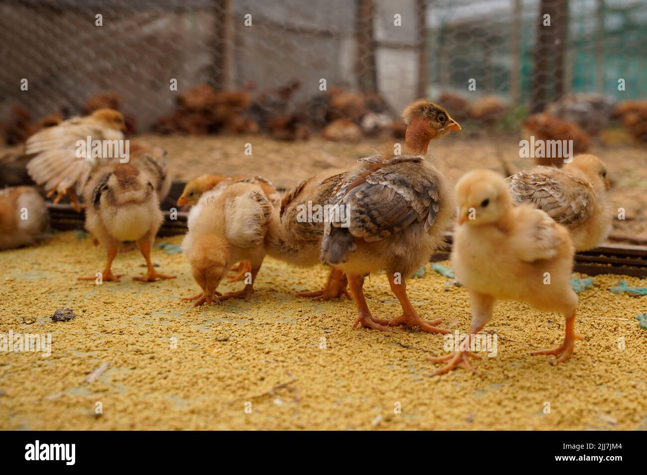 Hen abuse hi-res stock photography and images - Alamy