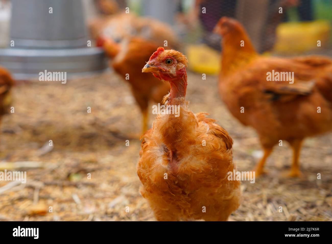 Rooster and chickens in natural environment hi-res stock photography ...