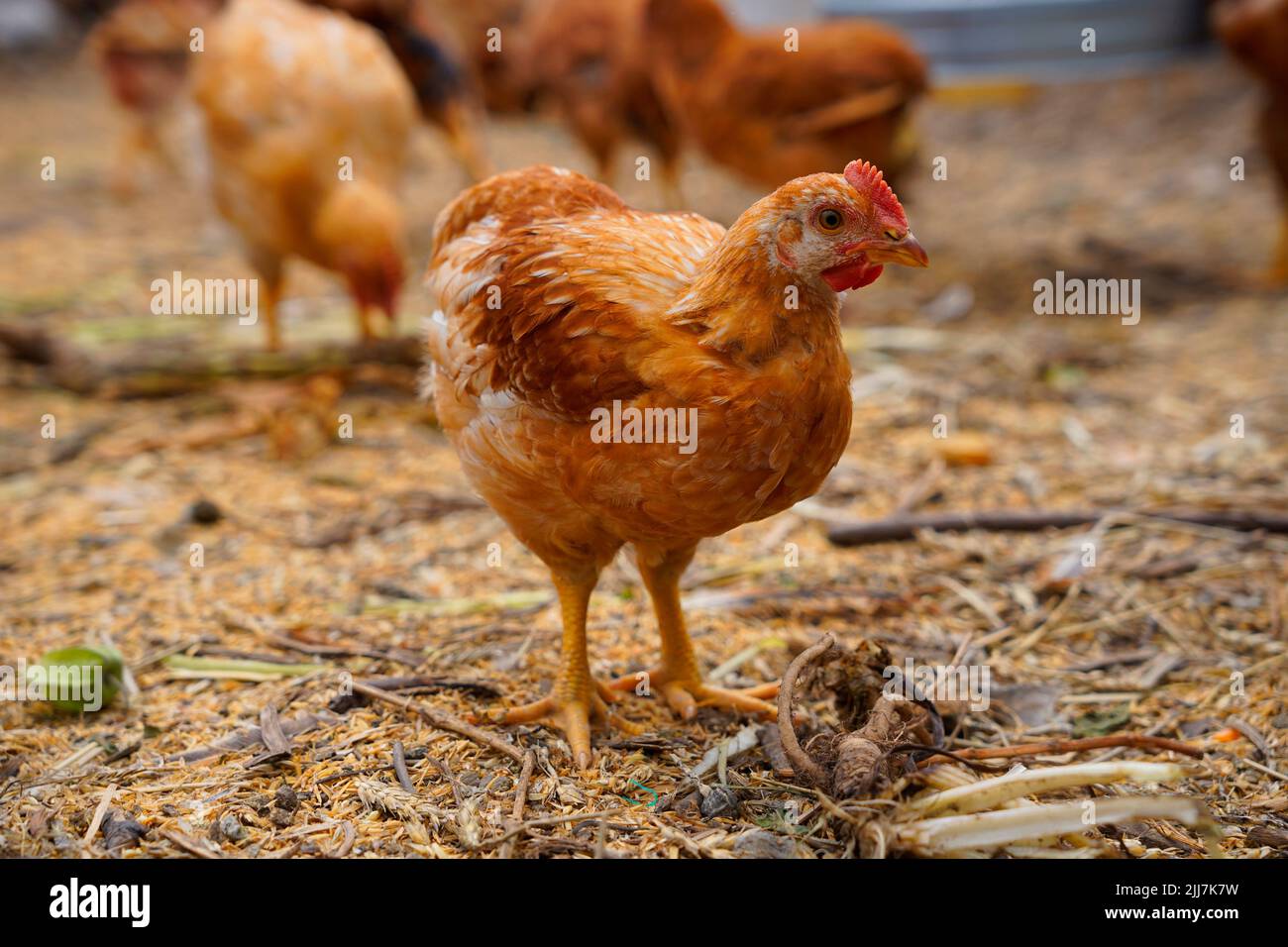 Hens and free range chickens in poultry farm Stock Photo - Alamy