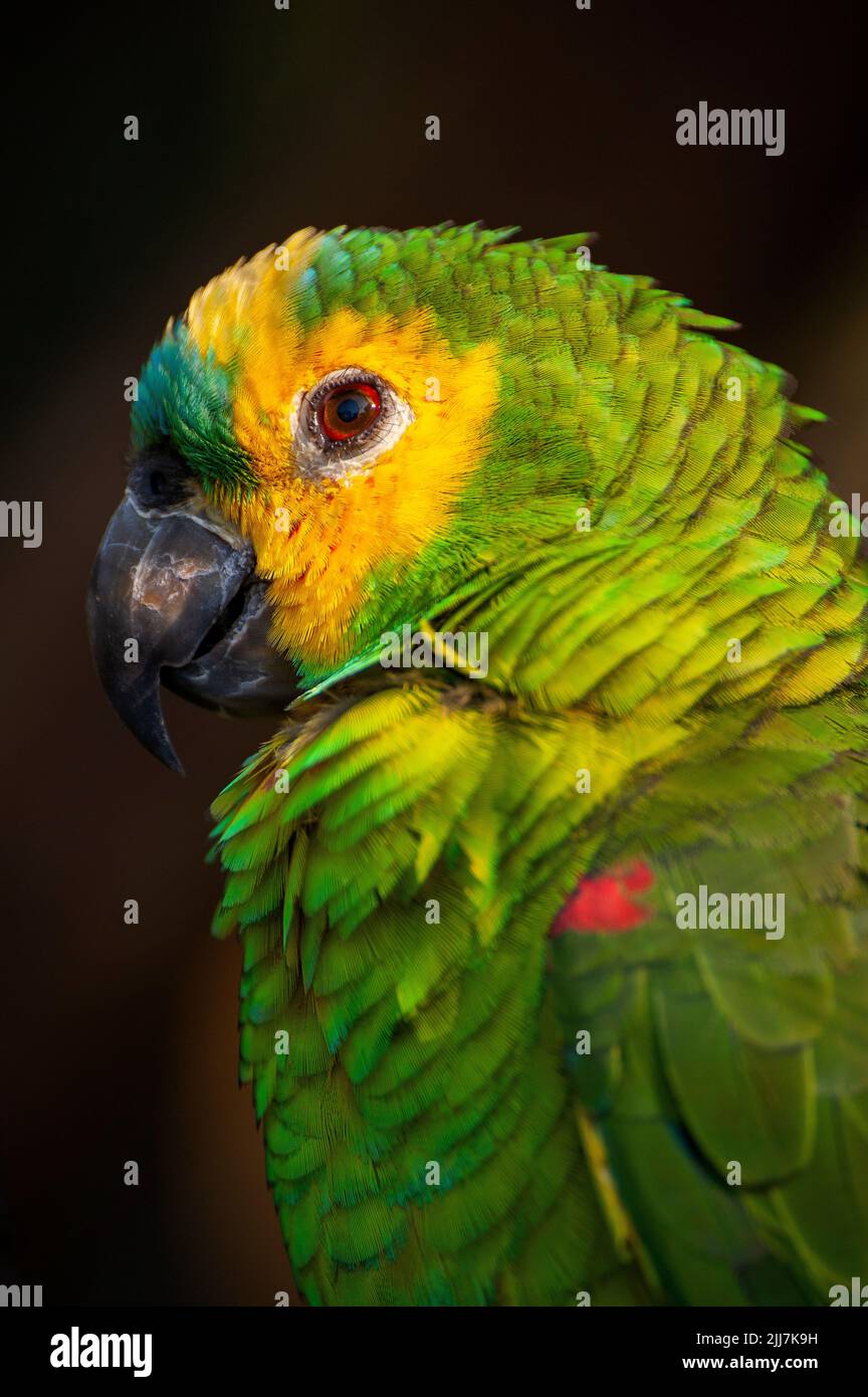 Blue-fronted Amazon Parrot, a Brazilian bird common on the Amazon ...