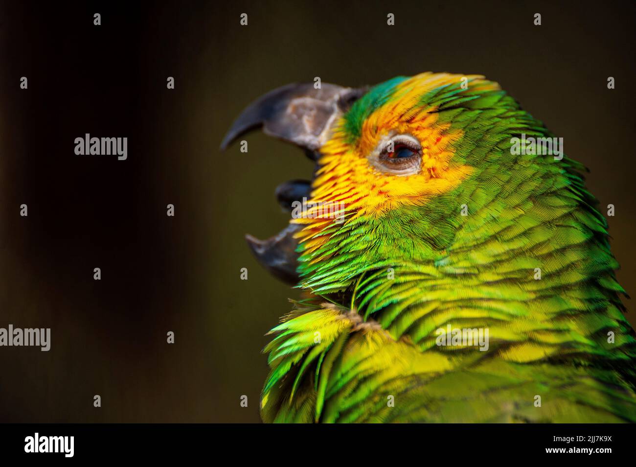 Blue-fronted Amazon Parrot, a Brazilian bird common on the Amazon ...