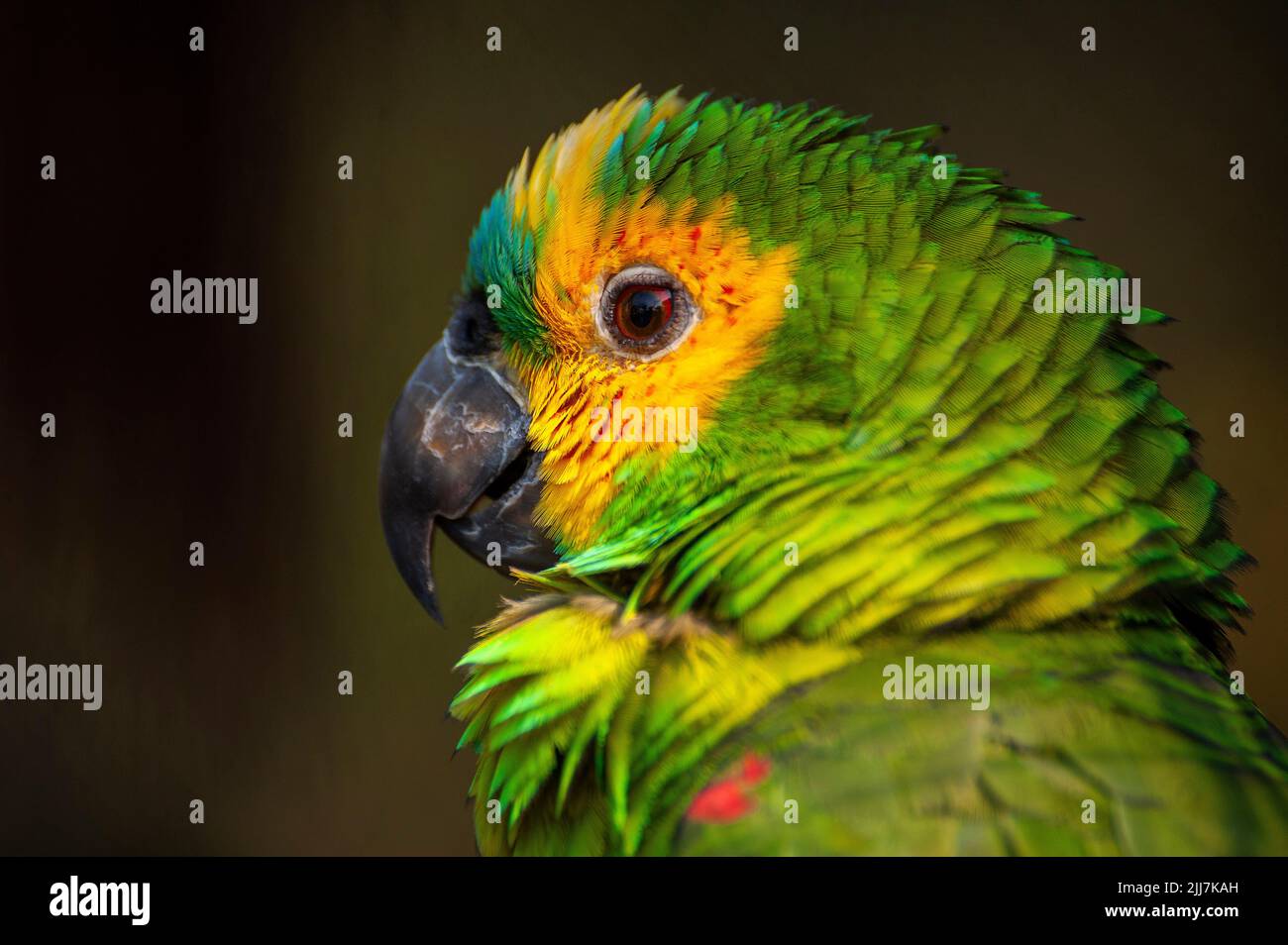 Blue-fronted Amazon Parrot, a Brazilian bird common on the Amazon ...