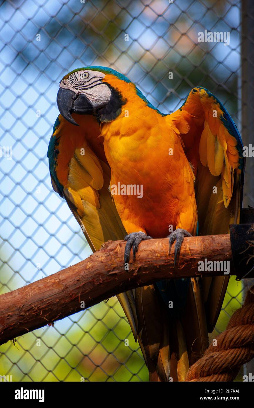 Blue and yellow macaw, a typical bird from the Brazilian forests Stock ...