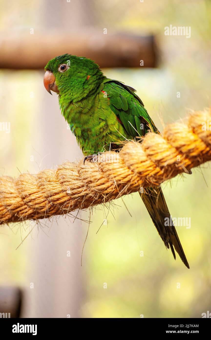 Brazilian green parrot hi-res stock photography and images - Alamy