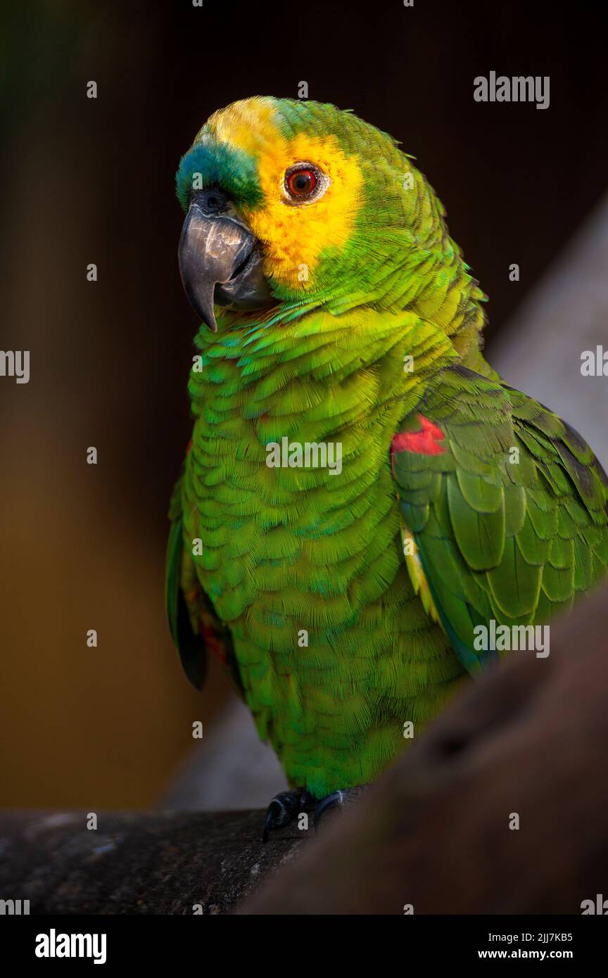 Blue-fronted Amazon Parrot, a Brazilian bird common on the Amazon ...