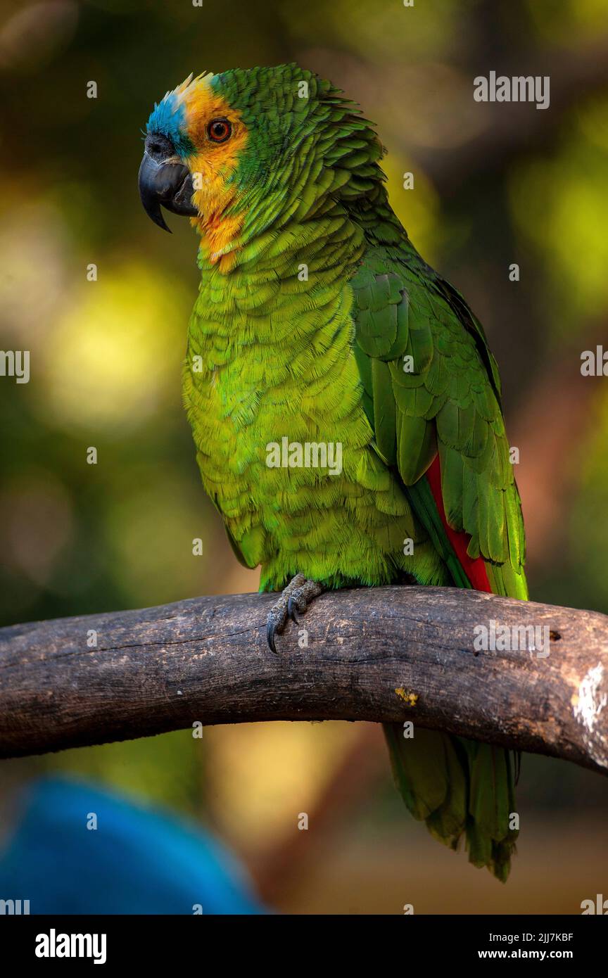 Blue-fronted Amazon Parrot, a Brazilian bird common on the Amazon ...
