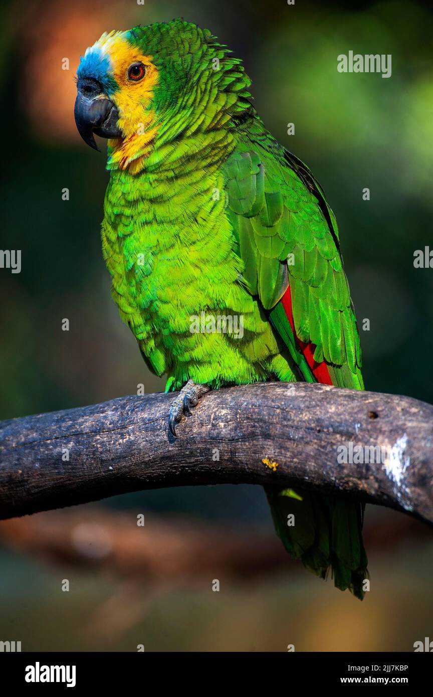 Blue-fronted Amazon Parrot, a Brazilian bird common on the Amazon ...