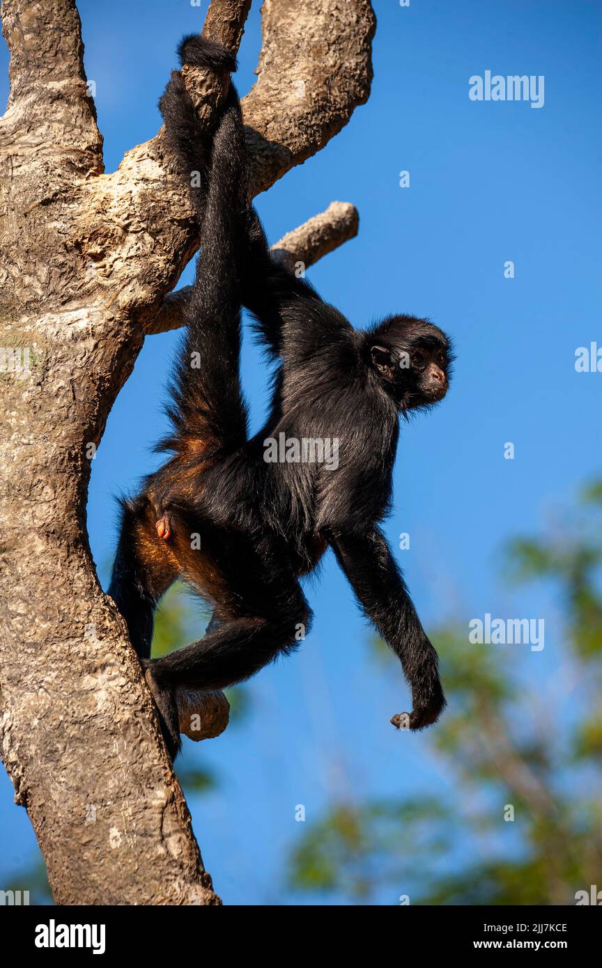Prehensile tail of a spider monkey hi-res stock photography and images ...