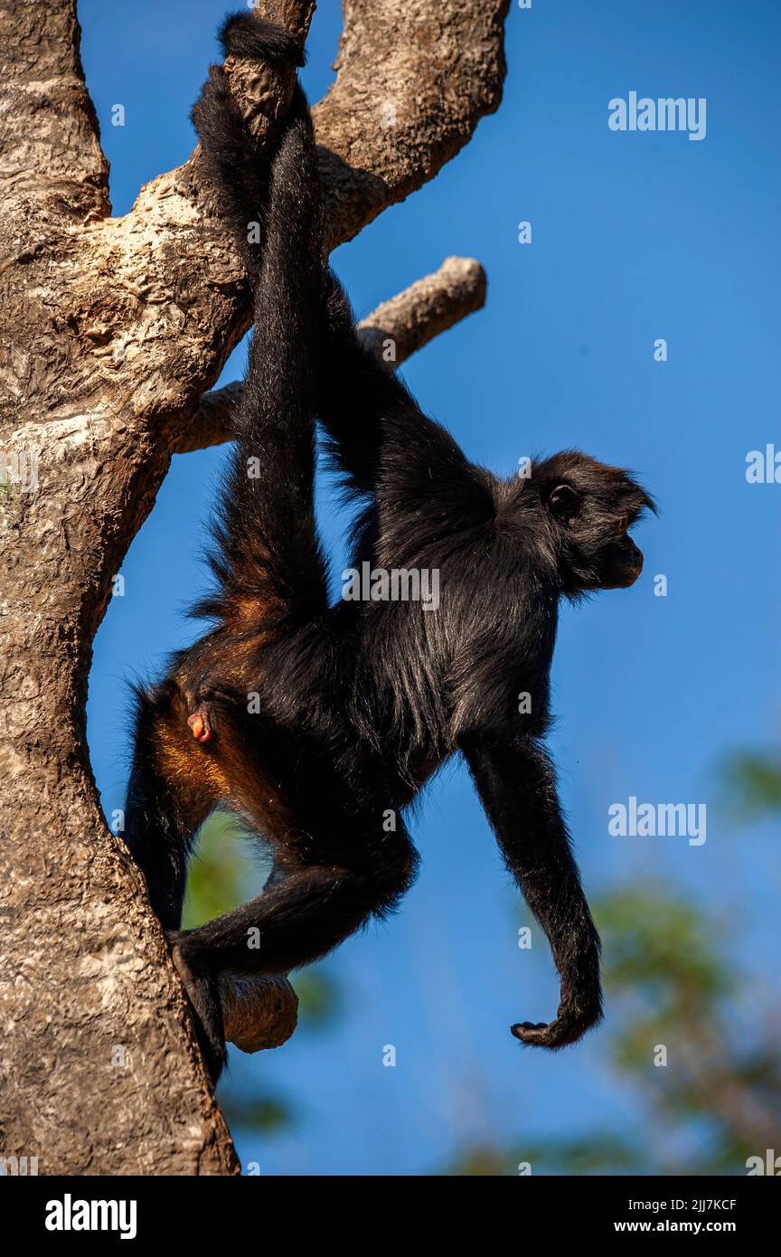 Spider monkey, a primate that has a prehensile tail, very common on the ...