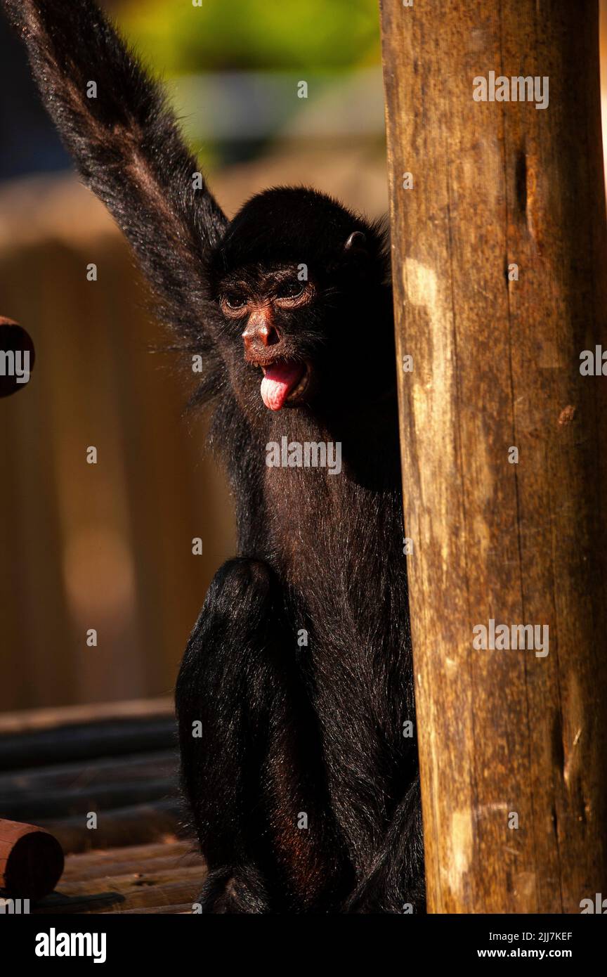 Spider monkey, a primate that has a prehensile tail, very common on the ...