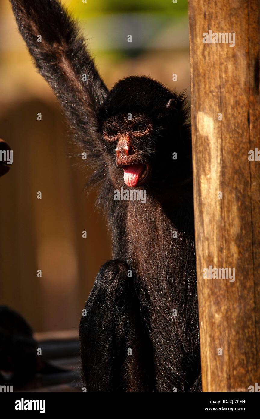 Spider monkey, a primate that has a prehensile tail, very common on the ...
